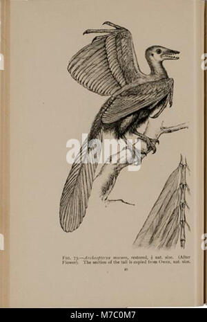 Archaeopteryx macrura, an extinct species of prehistoric bird, is known ...