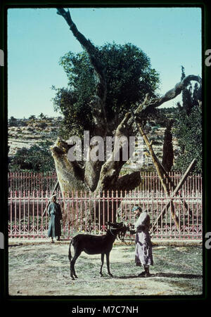 A historical photograph of Abraham's Oak in Hebron, a site associated ...