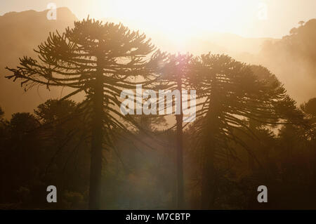Pehuen trees in a forest, Cordillera de los Andes, Argentina Stock ...