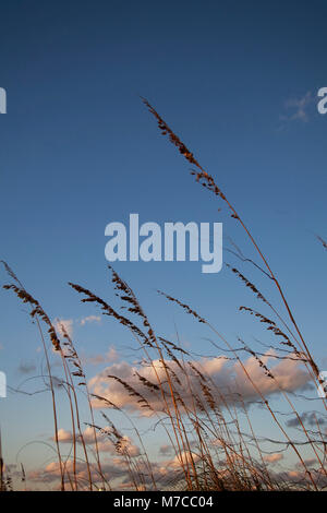 blue reed firmament Stock Photo - Alamy