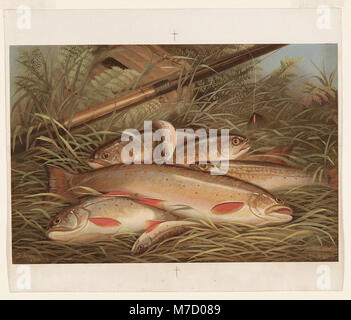 Image of an American brook trout, a freshwater fish native to eastern ...