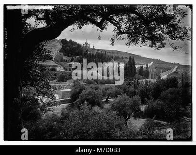 A semi-distant view of the Garden of Gethsemane, with an overhanging ...