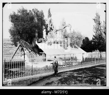 A historical photograph of Abraham's Oak in Hebron, a site associated ...