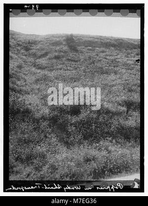 Trans-Jordan. 1935, Jordan Stock Photo - Alamy