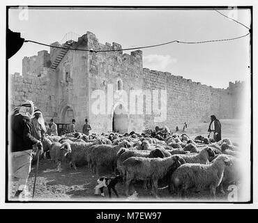 Sheep market outside Herod's Gate. 1898, Jerusalem, Israel Stock Photo ...