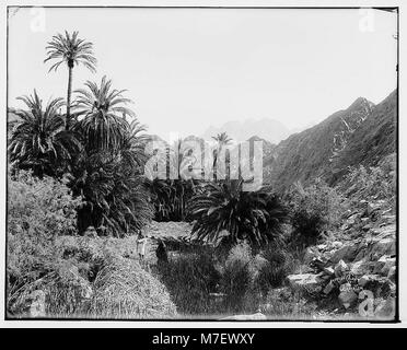 The image shows the Oasis of Wady Feiran in Sinai, referenced in the ...