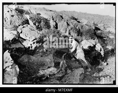 A photograph of Solomon's Pools and ancient aqueducts, focusing on the ...
