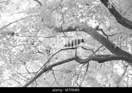 Crow in maple tree Stock Photo - Alamy