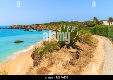 Green agave plants on cliff and view of sea with beach in Portimao town ...