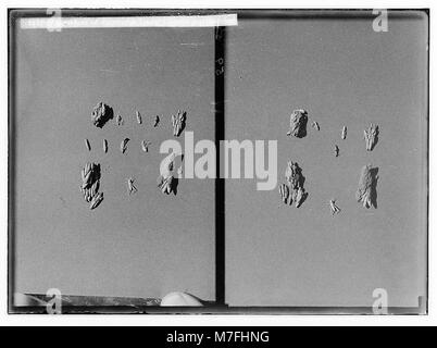 A photograph documenting the locust plague in Palestine between March ...