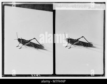 Close-up photograph of a locust, showcasing its physical ...