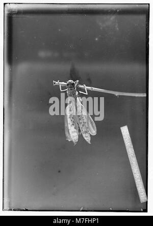 A photograph of the devastating locust plague in Palestine during 1915 ...