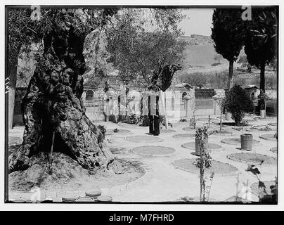The image depicts the devastating locust plague in Palestine from March ...