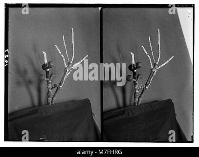 This image depicts the aftermath of a locust plague, a destructive ...