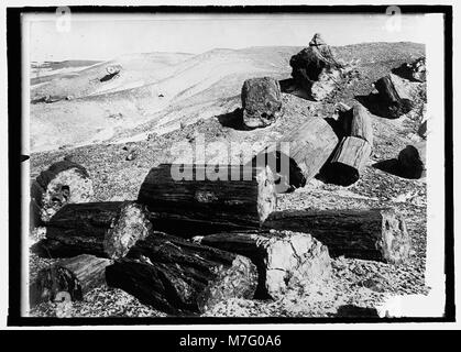 Yellowstone Park, Fossil Forests Stock Photo - Alamy