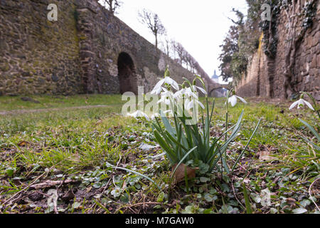 Spring messengers: Snowdrops with a medieval castle in the background ...