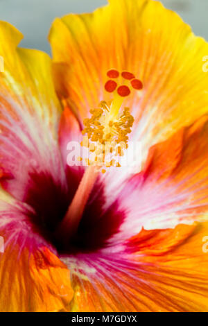 Trumpet flower / Yellow trumpet flower blooming in the garden summer ...