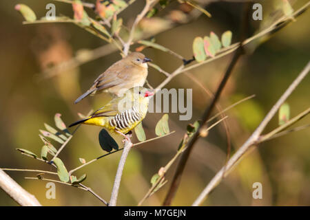 Green avadavat or green munia (Amandava formosa), Mount Abu, Rajasthan ...