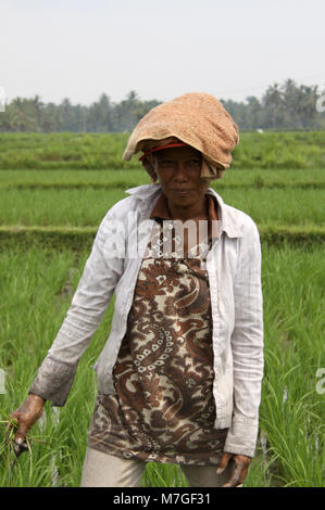Woman is weeding in the rice fields Stock Photo - Alamy