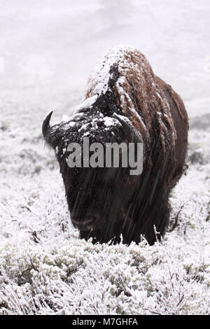 Bison Bull, winter storm Stock Photo - Alamy