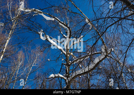 Last melting snow on the branches of trees in the spring Stock Photo ...