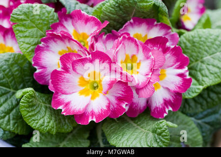 Primula polyantha. Polyanthus flowers Stock Photo - Alamy