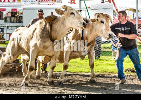 Chiania draught oxen team pulling contest at the Connecticut Valley ...