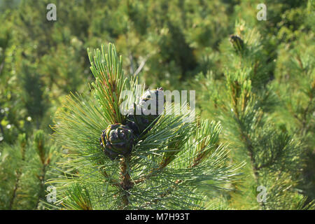 Pinus Pumila trees covering mountains on the Kolyma highway north of ...