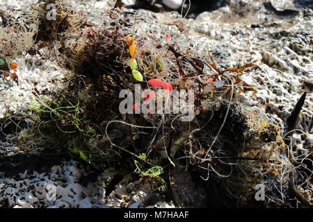 Fishing line and weights among the rocks near Brighton Marina. Beach ...