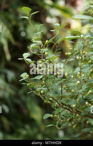 Mistletoe fig (Ficus deltoidea), Moraceae Stock Photo - Alamy