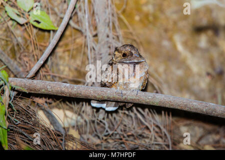 Eared Poorwill Nyctiphrynus mcleodii Cerro de San Juan, Tepic, Nayarit, Mexico 1 March 2018 ...