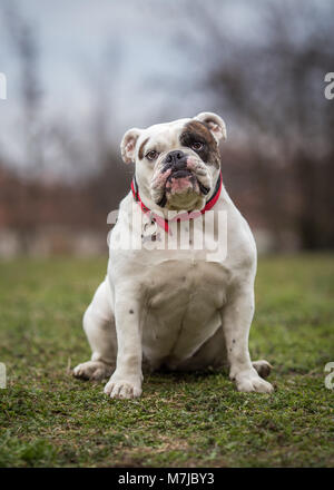 English Bulldog sitting on wood looking over left shoulder Stock Photo ...