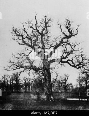 A photograph by Gerd Völkerling of the Dessauer Eichen Nr. 135. The ...