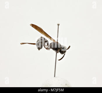 An image depicting the species Zethus indicus, a type of wasp. The ...