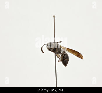 A detailed image of the Zethus indicus, a species of parasitic wasp ...