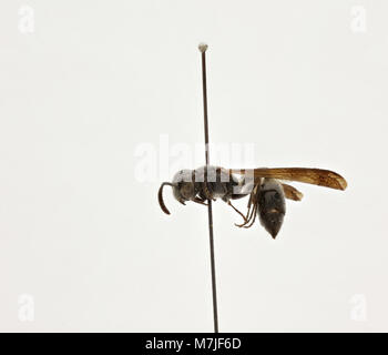 An image of Zethus indicus, a species in the Zoosphere collection. The ...