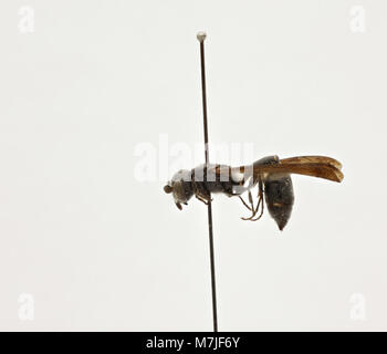 An image of *Zethus indicus*, a species of wasp, as identified in the ...