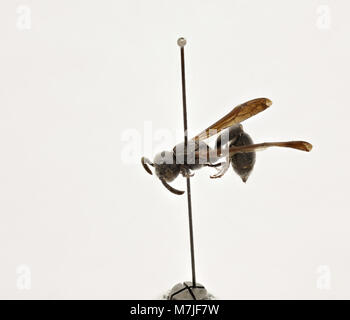 A scientific illustration of Zethus indicus, a species of wasp ...
