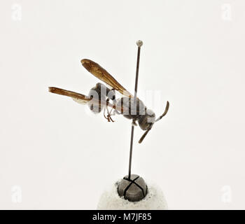 An image of Zethus indicus, a species of wasp from the family Vespidae ...