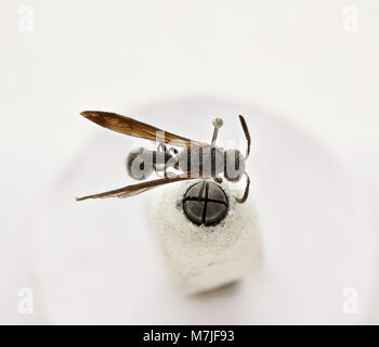 Illustration of *Zethus indicus*, a species of wasp known for its ...