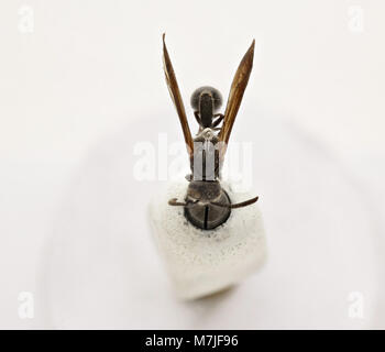 An image of Zethus indicus, a species in the Zoosphere collection. The ...