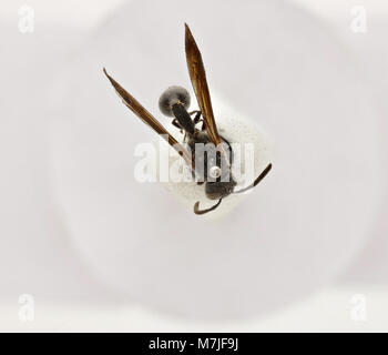 Zethus indicus, a species of wasp, is documented in this image, known ...