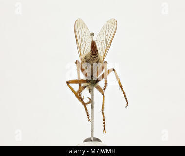 A detailed image of Acanthopleura ravus, a species of marine mollusk ...