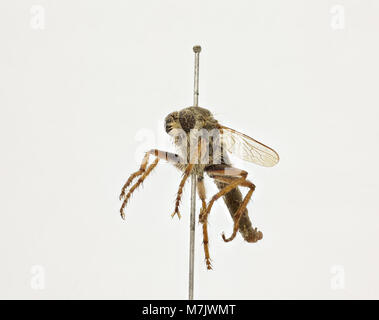 Acanthopleura ravus, a species of marine mollusk, part of the Zoosphere ...