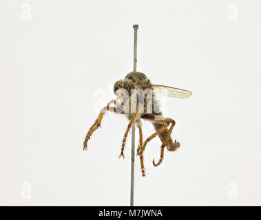 Acanthopleura ravus (Zoosphere 151 041 Stock Photo - Alamy