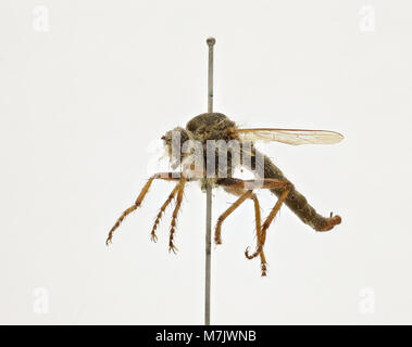 Acanthopleura ravus is a species of sea urchin known for its spiny ...