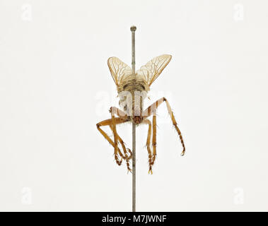 Photograph of Acanthopleura ravus, a species of sea creature, known for ...
