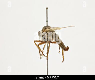 Acanthopleura ravus is a species of marine invertebrate belonging to ...