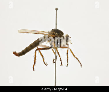 Acanthopleura ravus (Zoosphere 151 061 Stock Photo - Alamy