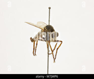 An image or description of Acanthopleura ravus, a species of marine or ...